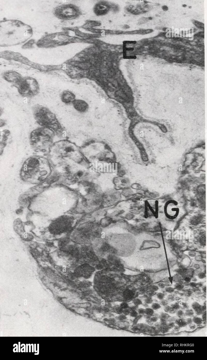 Neurosecretory granule hi-res stock photography and images - Alamy