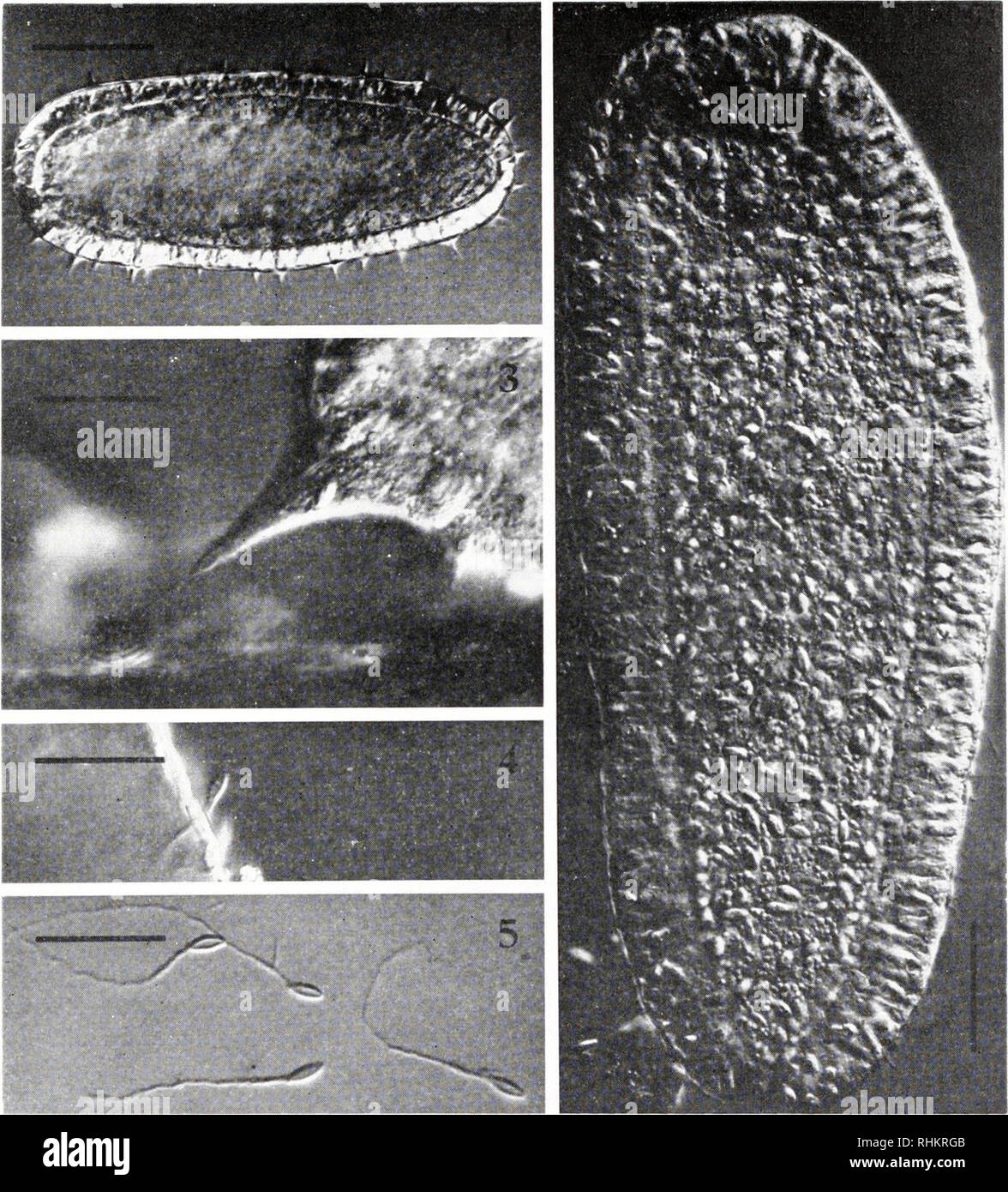 . The Biological bulletin. Biology; Zoology; Biology; Marine Biology ...