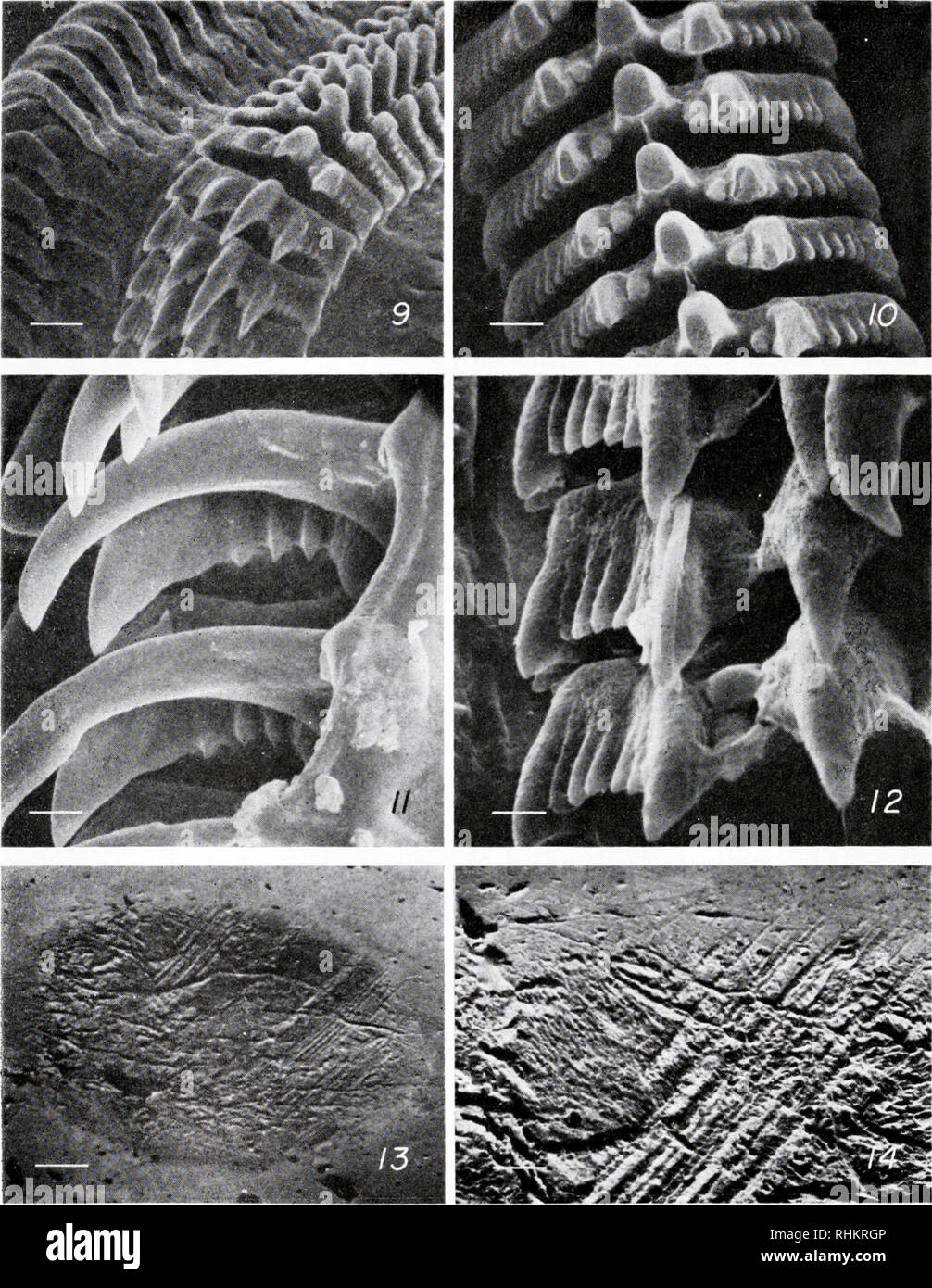 . The Biological bulletin. Biology; Zoology; Biology; Marine Biology ...
