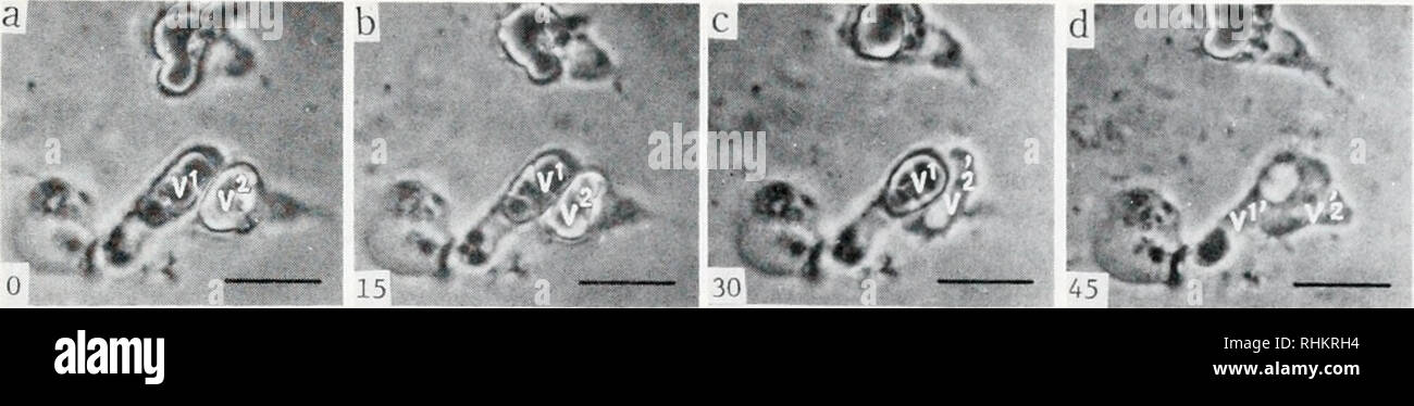 . The Biological bulletin. Biology; Zoology; Biology; Marine Biology ...