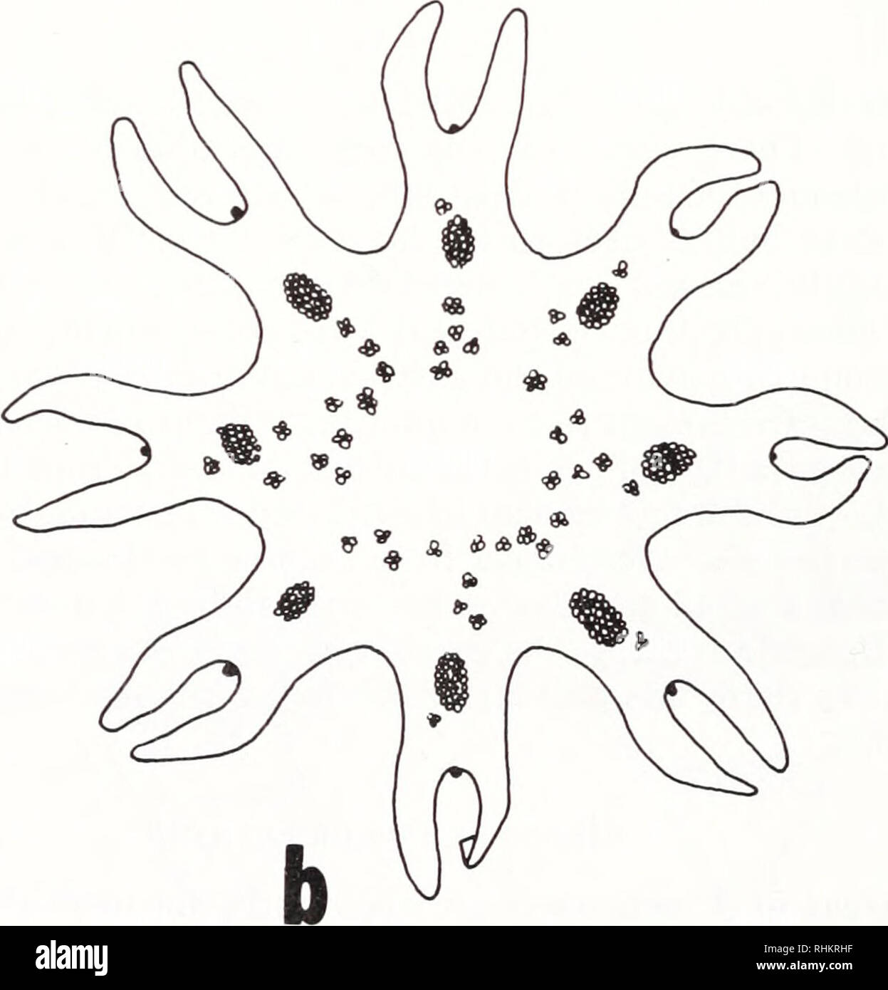 . The Biological bulletin. Biology; Zoology; Biology; Marine Biology ...