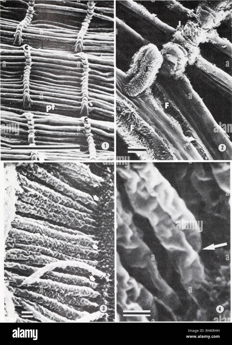 . The Biological bulletin. Biology; Zoology; Biology; Marine Biology ...