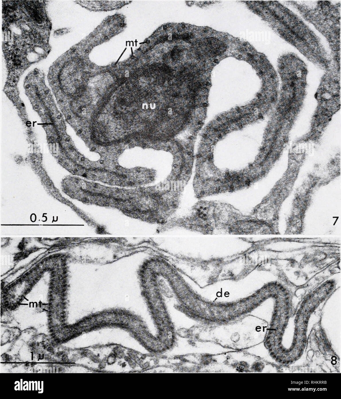 The Biological Bulletin Biology Zoology Biology Marine Biology the-biological-bulletin-biology-zoology-biology-marine-biology