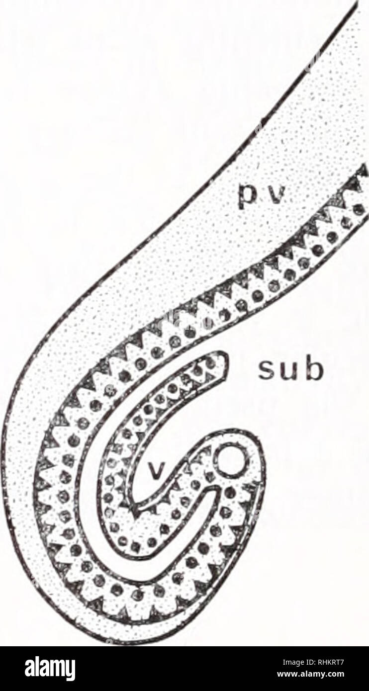 Radial system radial system v hi-res stock photography and images - Alamy