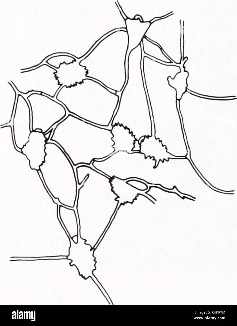 Zooid arrangement hi-res stock photography and images - Alamy