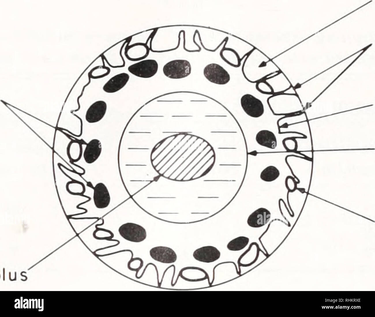 . The Biological bulletin. Biology; Zoology; Biology; Marine Biology ...