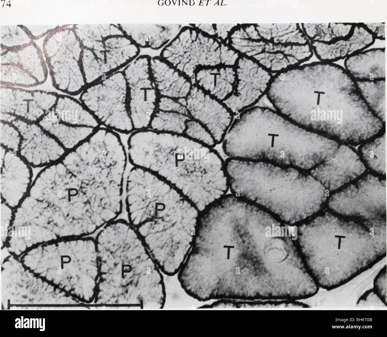 . The Biological bulletin. Biology; Zoology; Biology; Marine Biology ...