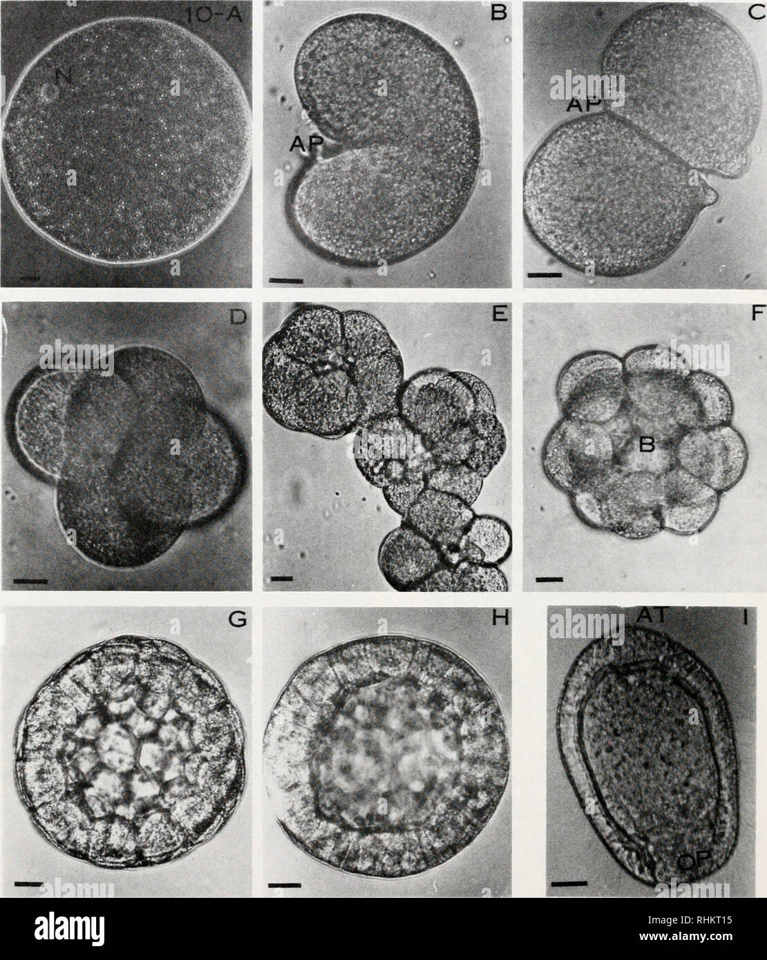 Various stages of embryonic development hi-res stock photography and ...