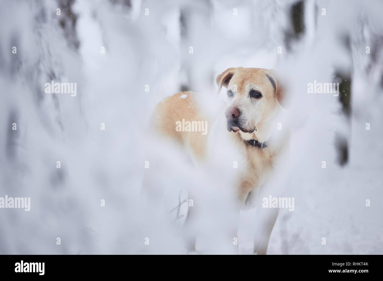 Dog in winter. Portrait of old labrador retriever in snow covered ...