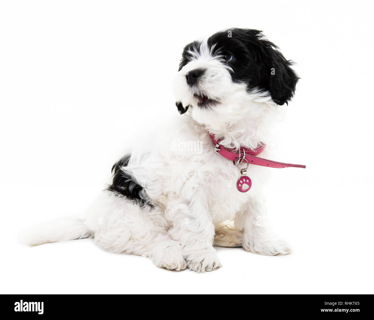 Black and White Shih-Poo puppy 9 weeks old Stock Photo - Alamy