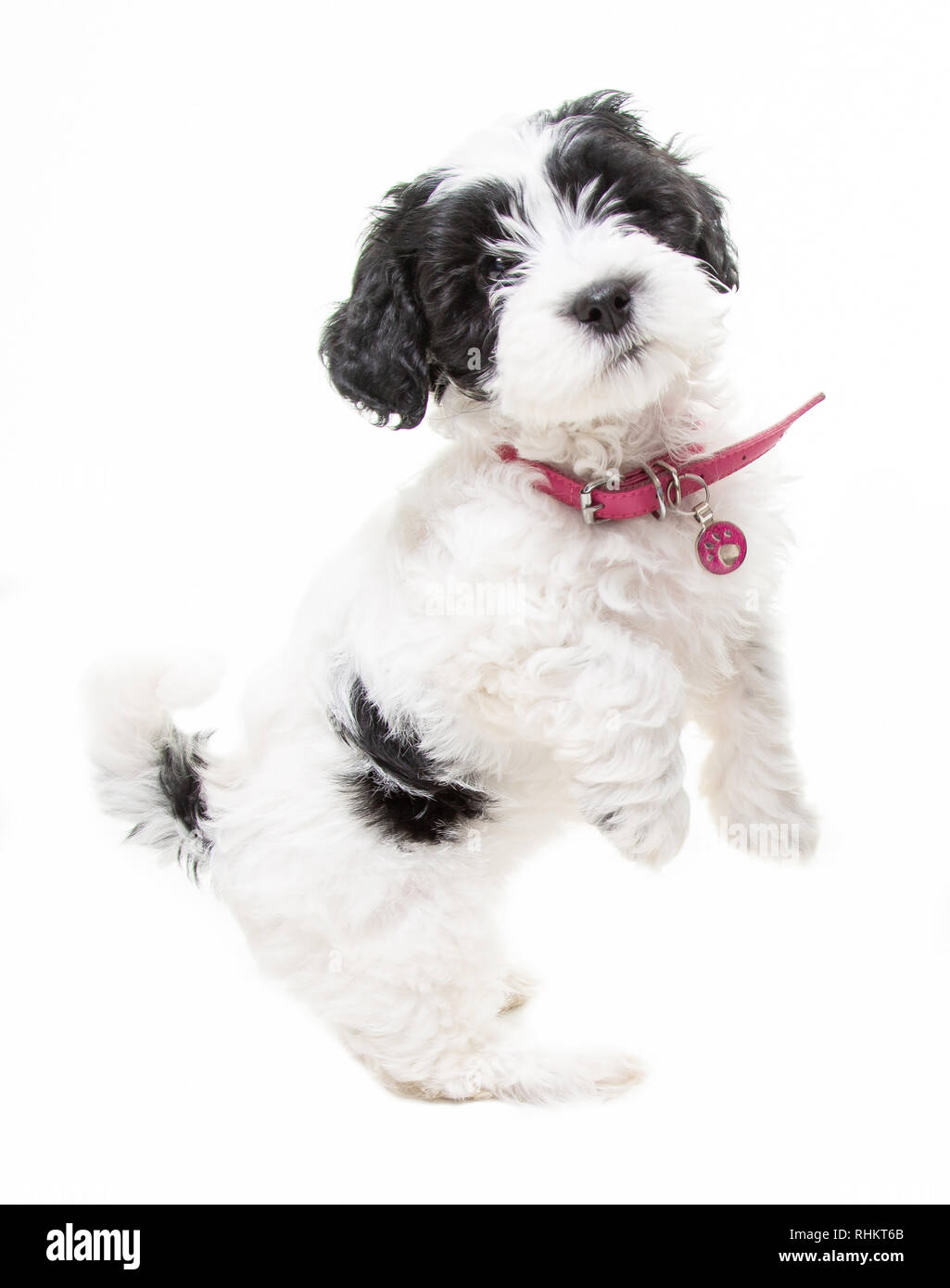 Black and White Shih-Poo puppy 9 weeks old Stock Photo - Alamy