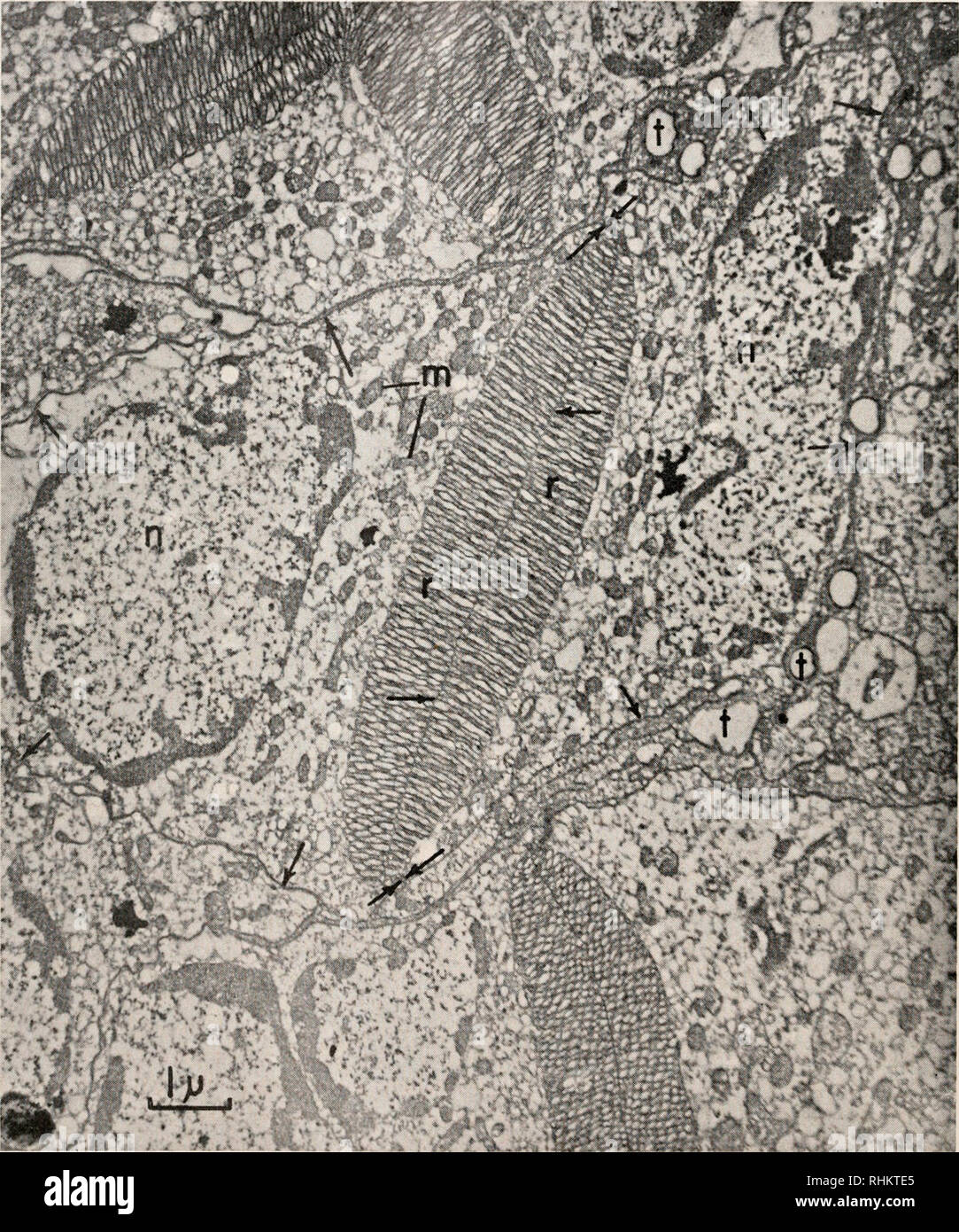 . The Biological bulletin. Biology; Zoology; Biology; Marine Biology ...