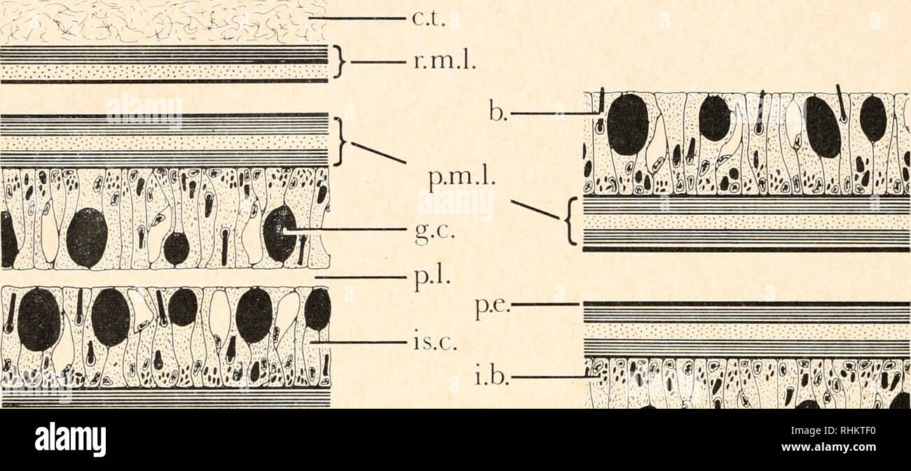 Subterminal mouth hi-res stock photography and images - Alamy