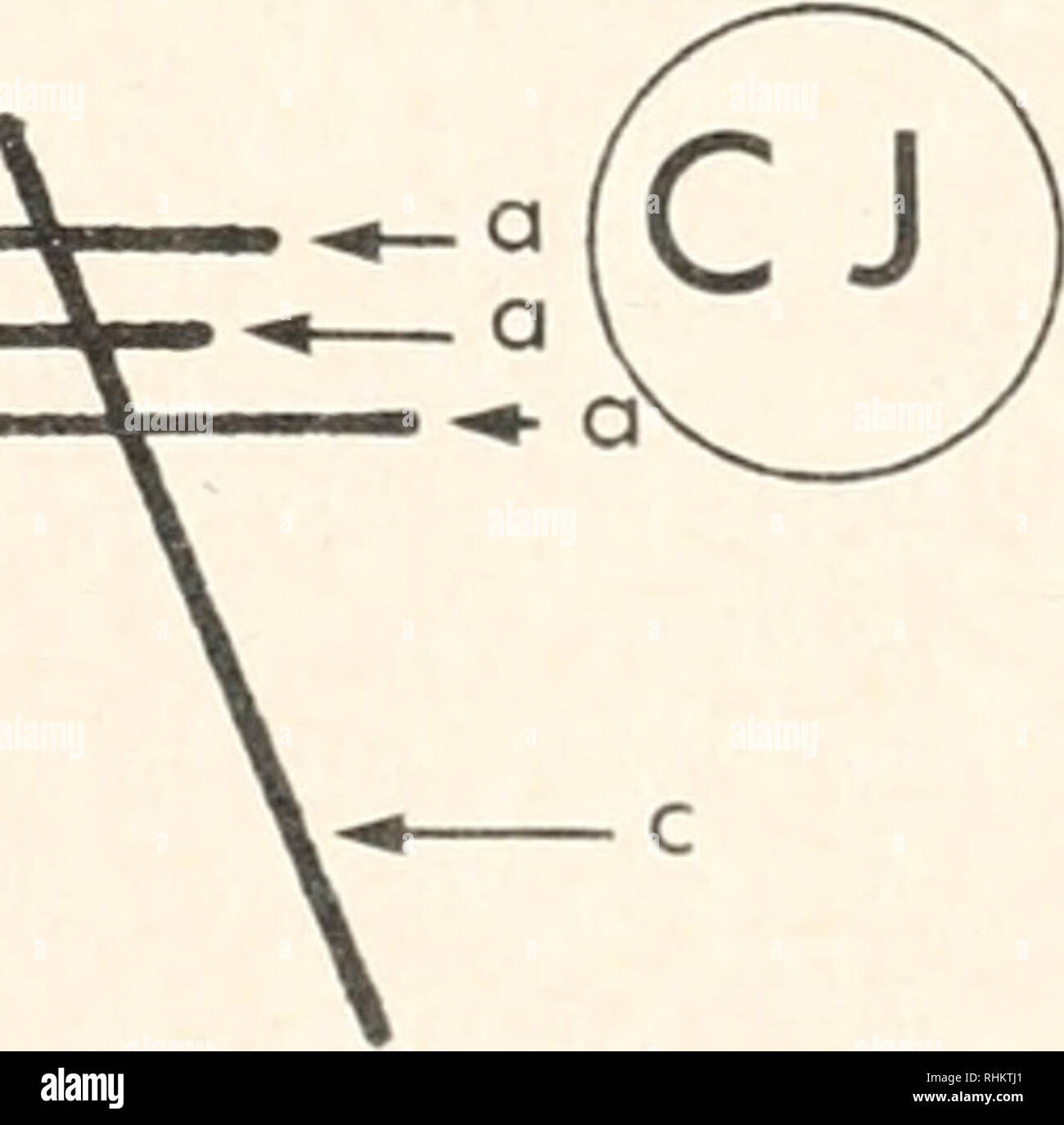 . The Biological bulletin. Biology; Zoology; Biology; Marine Biology ...