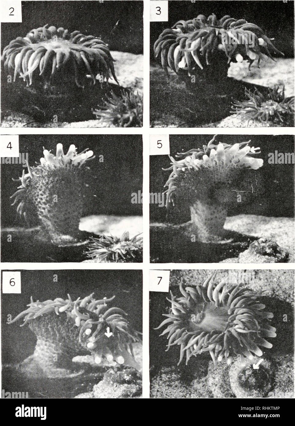 . The Biological bulletin. Biology; Zoology; Biology; Marine Biology ...