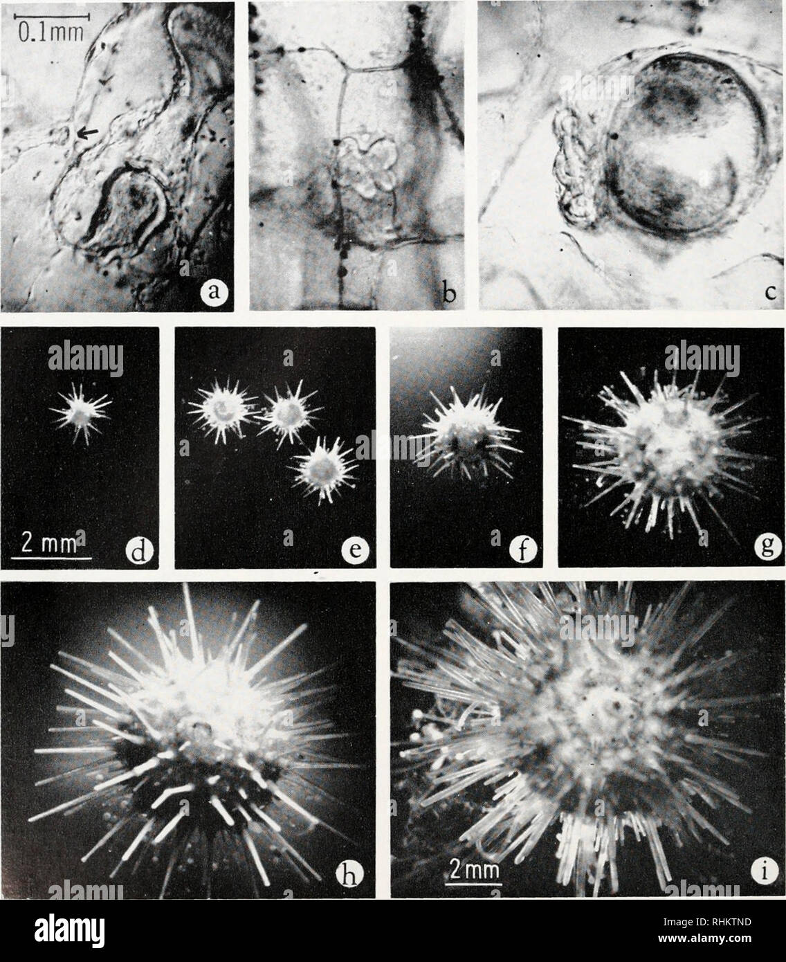 . The Biological bulletin. Biology; Zoology; Biology; Marine Biology ...
