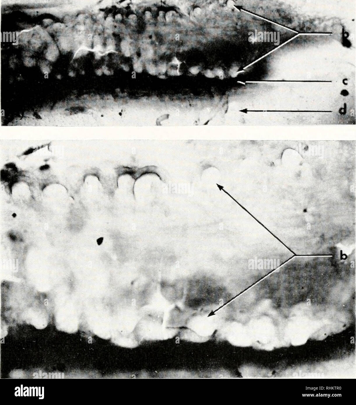 . The Biological bulletin. Biology; Zoology; Biology; Marine Biology ...