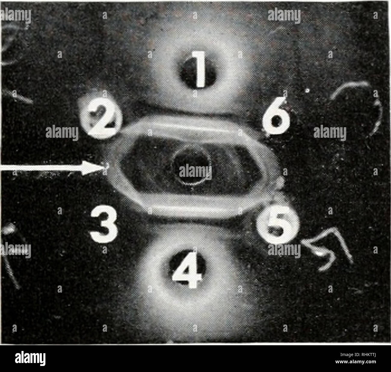 . The Biological bulletin. Biology; Zoology; Biology; Marine Biology. A ...