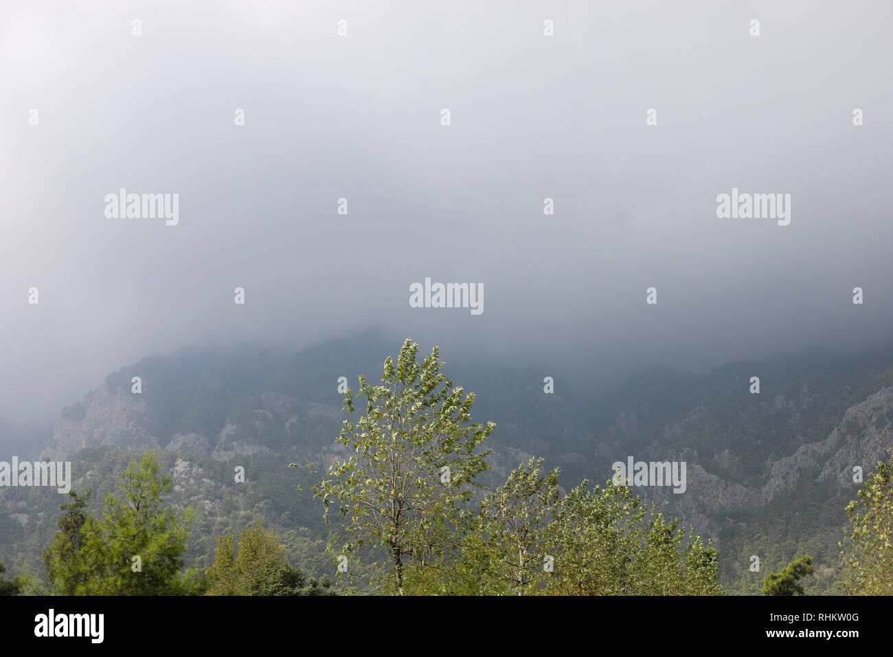 Gray storm sky in the mountains and green trees in the foreground Stock ...
