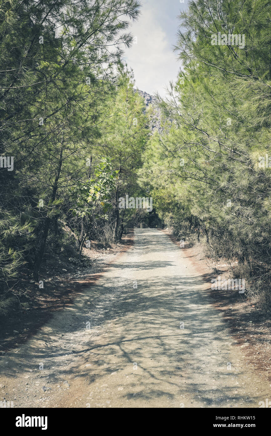 Beautiful road through pine forest hi-res stock photography and images ...