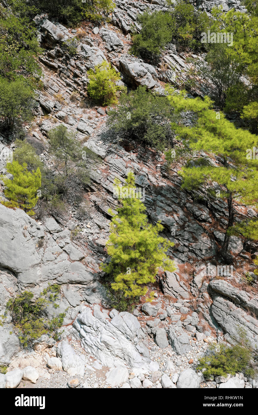 Slope trees hi-res stock photography and images - Alamy