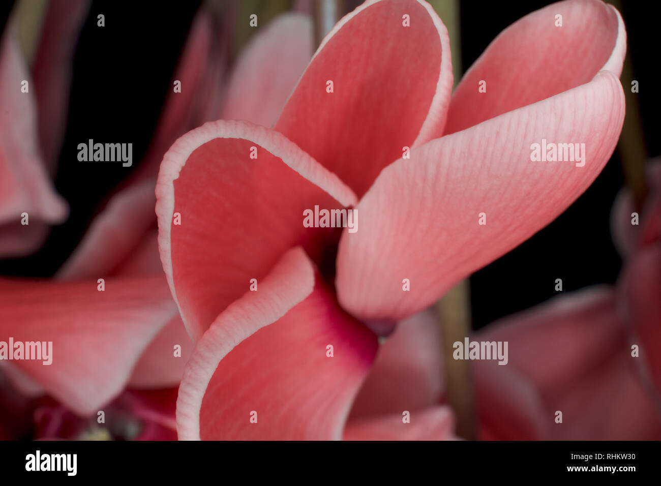 Flower pedal hi-res stock photography and images - Alamy