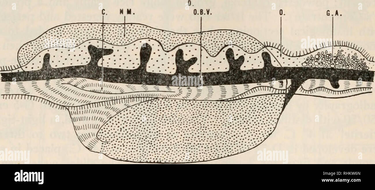 . The Biological bulletin. Biology; Zoology; Biology; Marine Biology ...