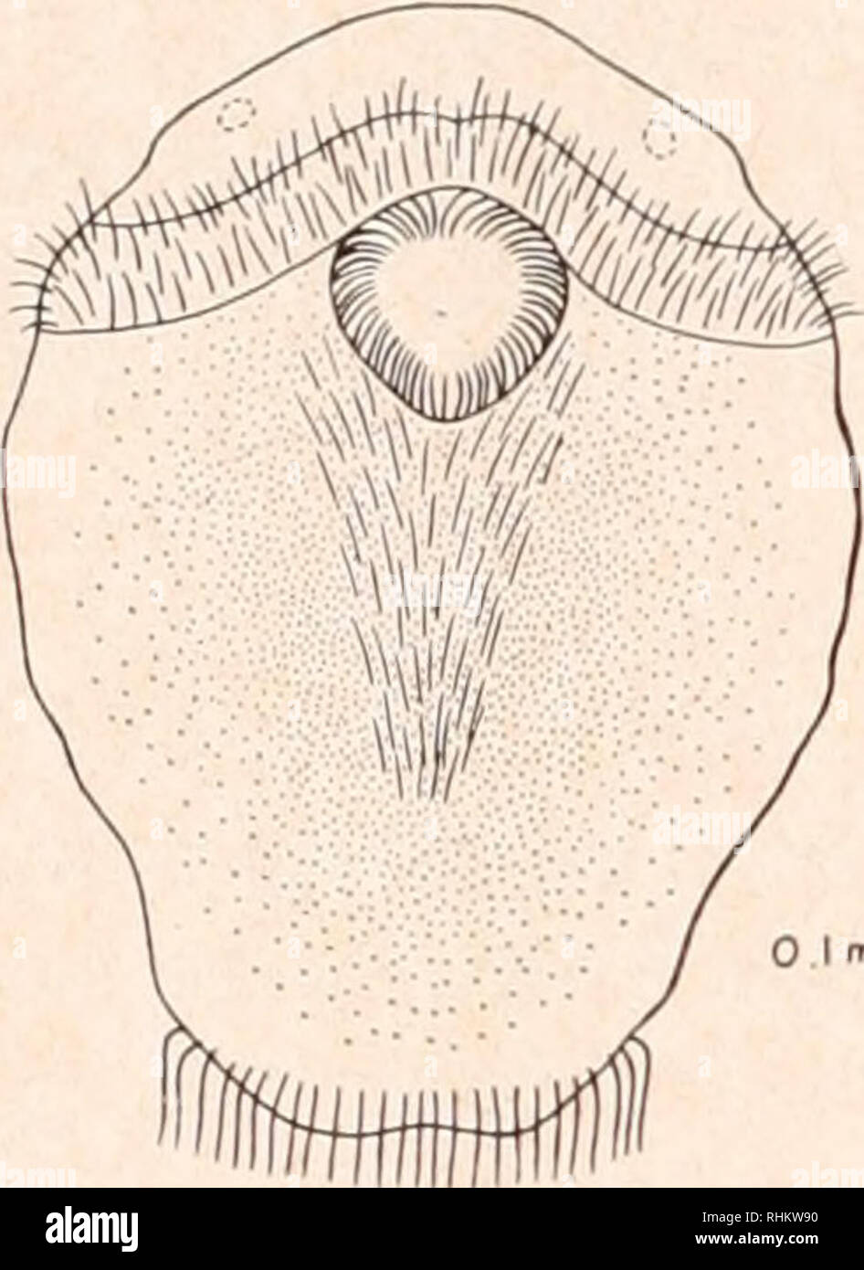 Polydora hi-res stock photography and images - Alamy