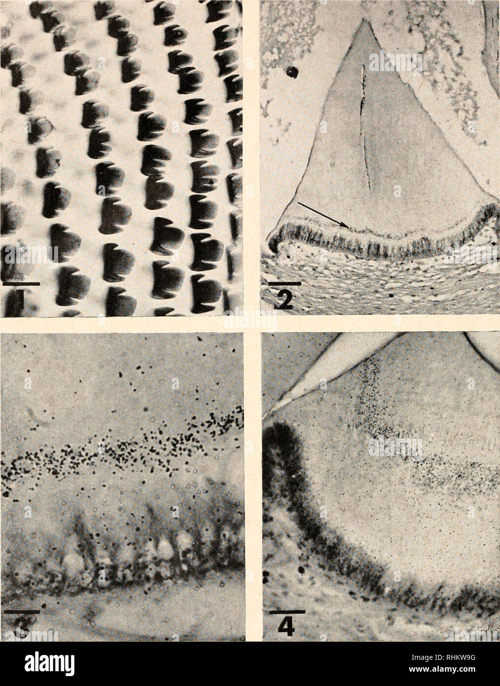 . The Biological bulletin. Biology; Zoology; Biology; Marine Biology ...