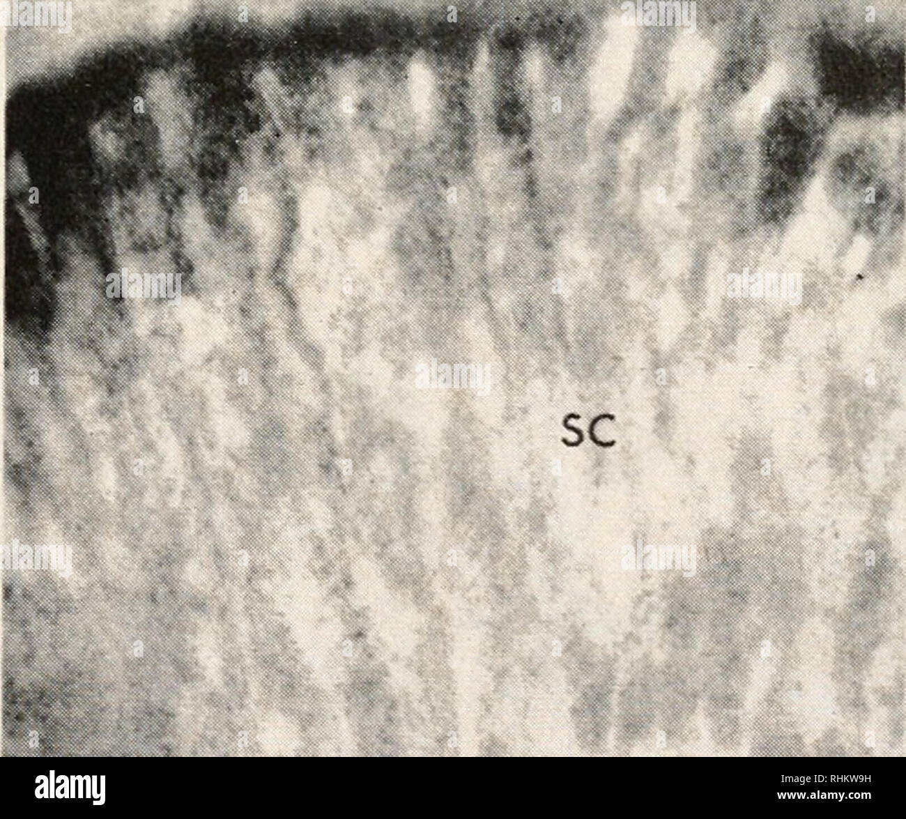 Secretory Cell High Resolution Stock Photography and Images - Alamy