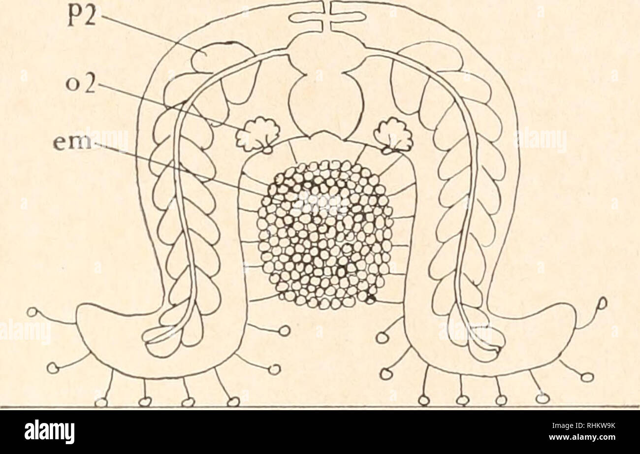 . The Biological bulletin. Biology; Zoology; Biology; Marine Biology ...
