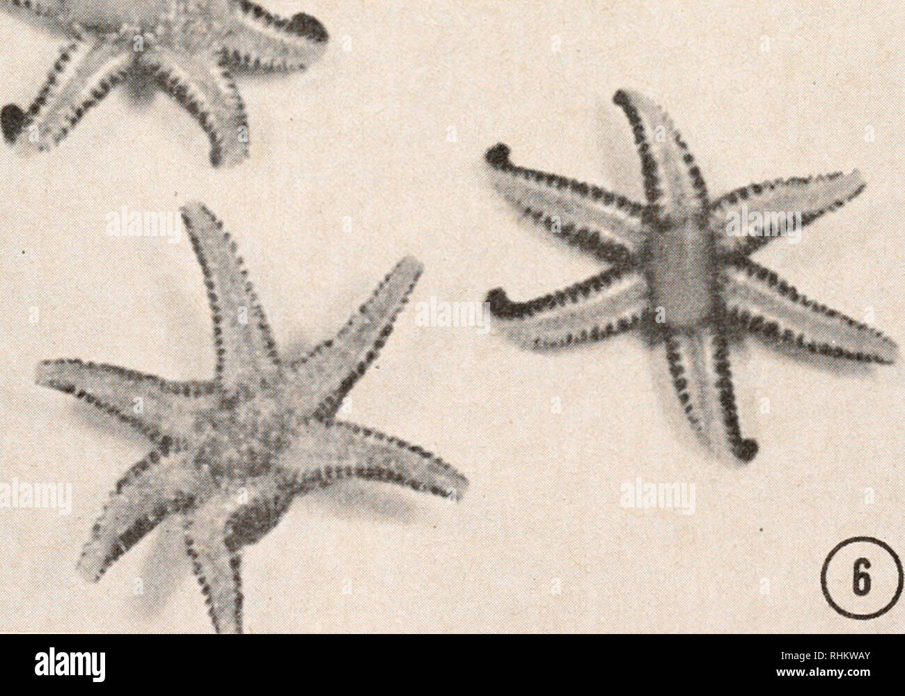 Embryo specimens hi-res stock photography and images - Alamy