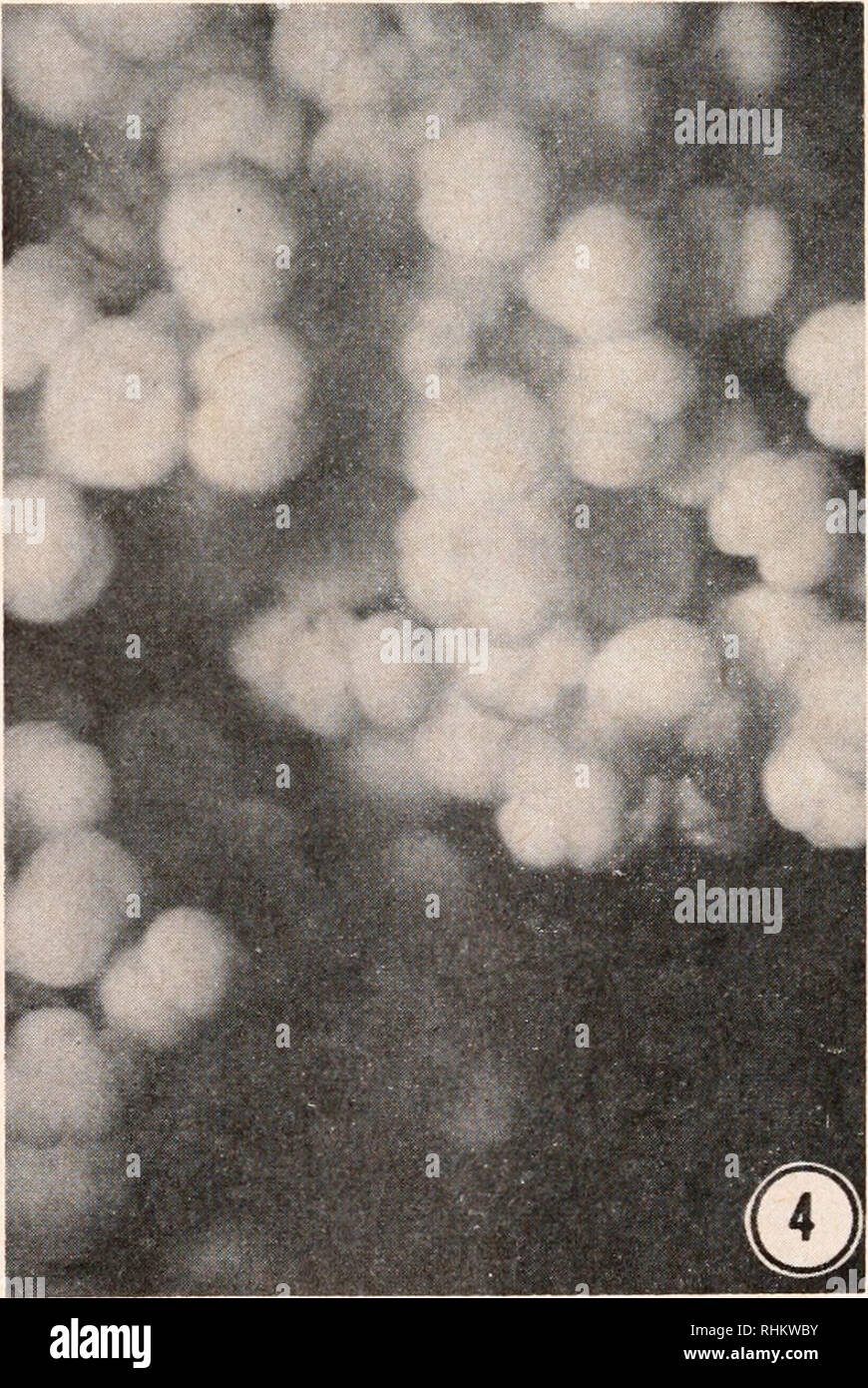 . The Biological bulletin. Biology; Zoology; Biology; Marine Biology ...