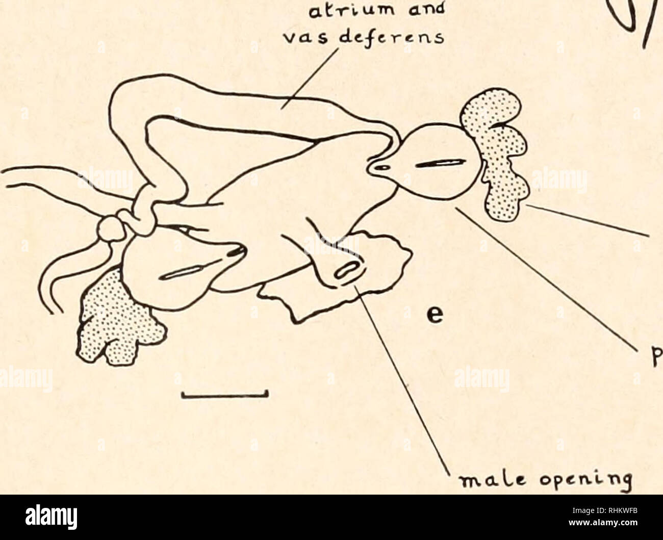 Tubificidae hi-res stock photography and images - Alamy