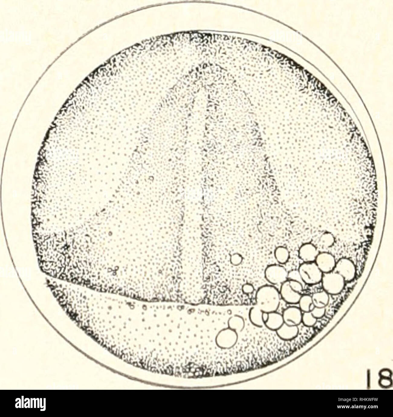 . The Biological bulletin. Biology; Zoology; Biology; Marine Biology ...