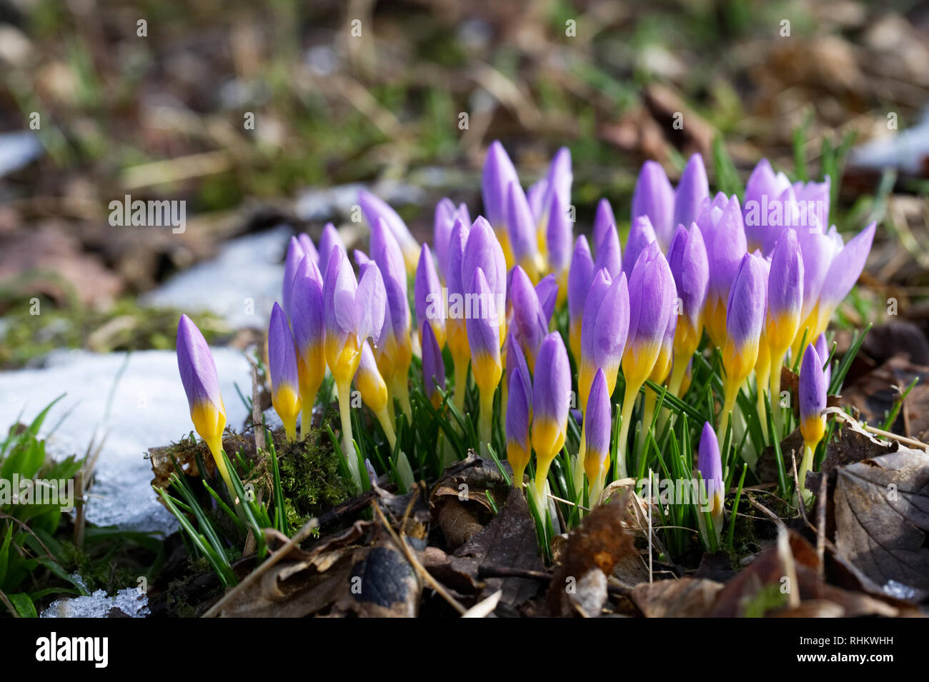 Purple crocuses in garden hi-res stock photography and images - Alamy