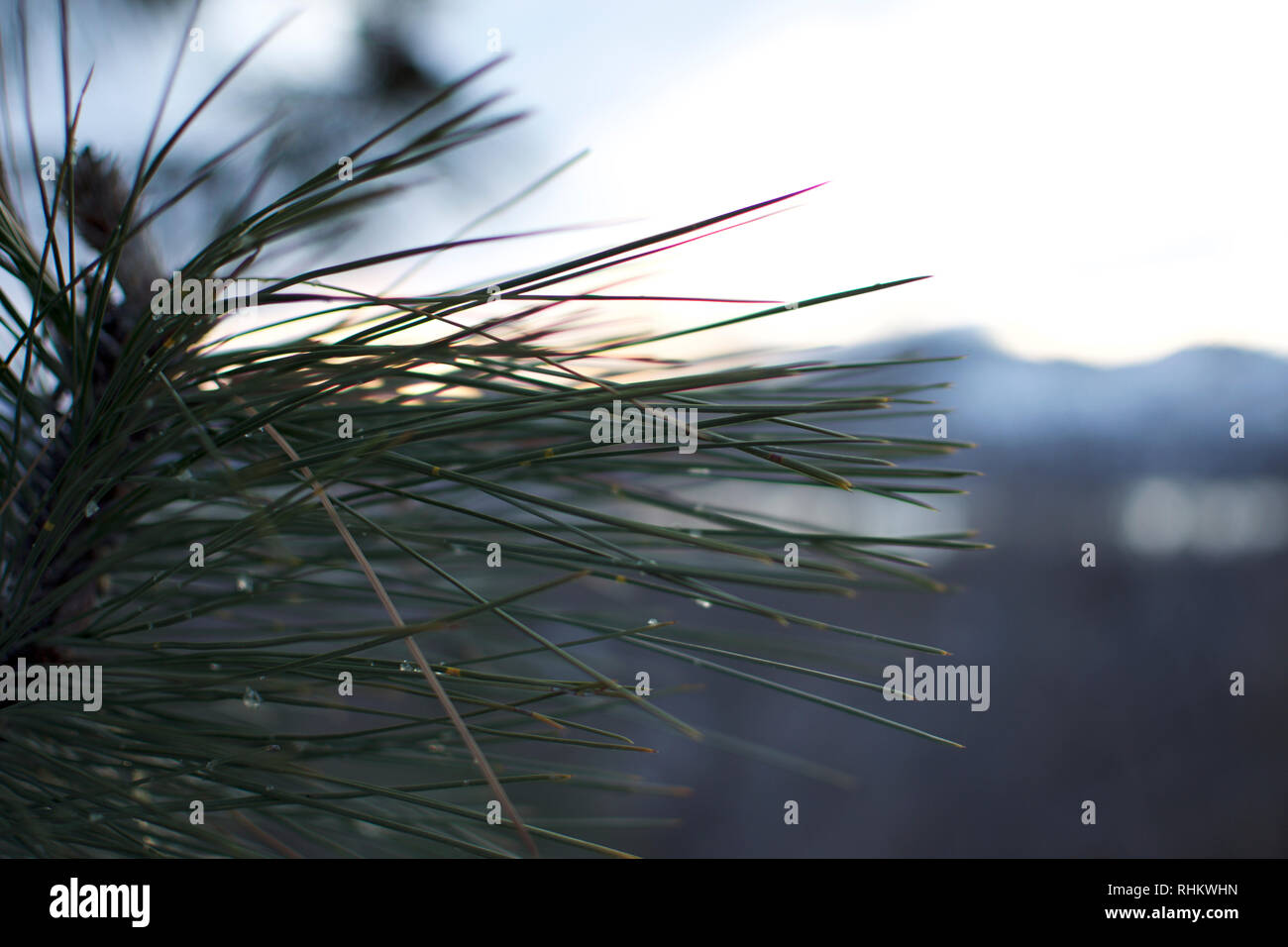 Closeup pine needles hi-res stock photography and images - Alamy