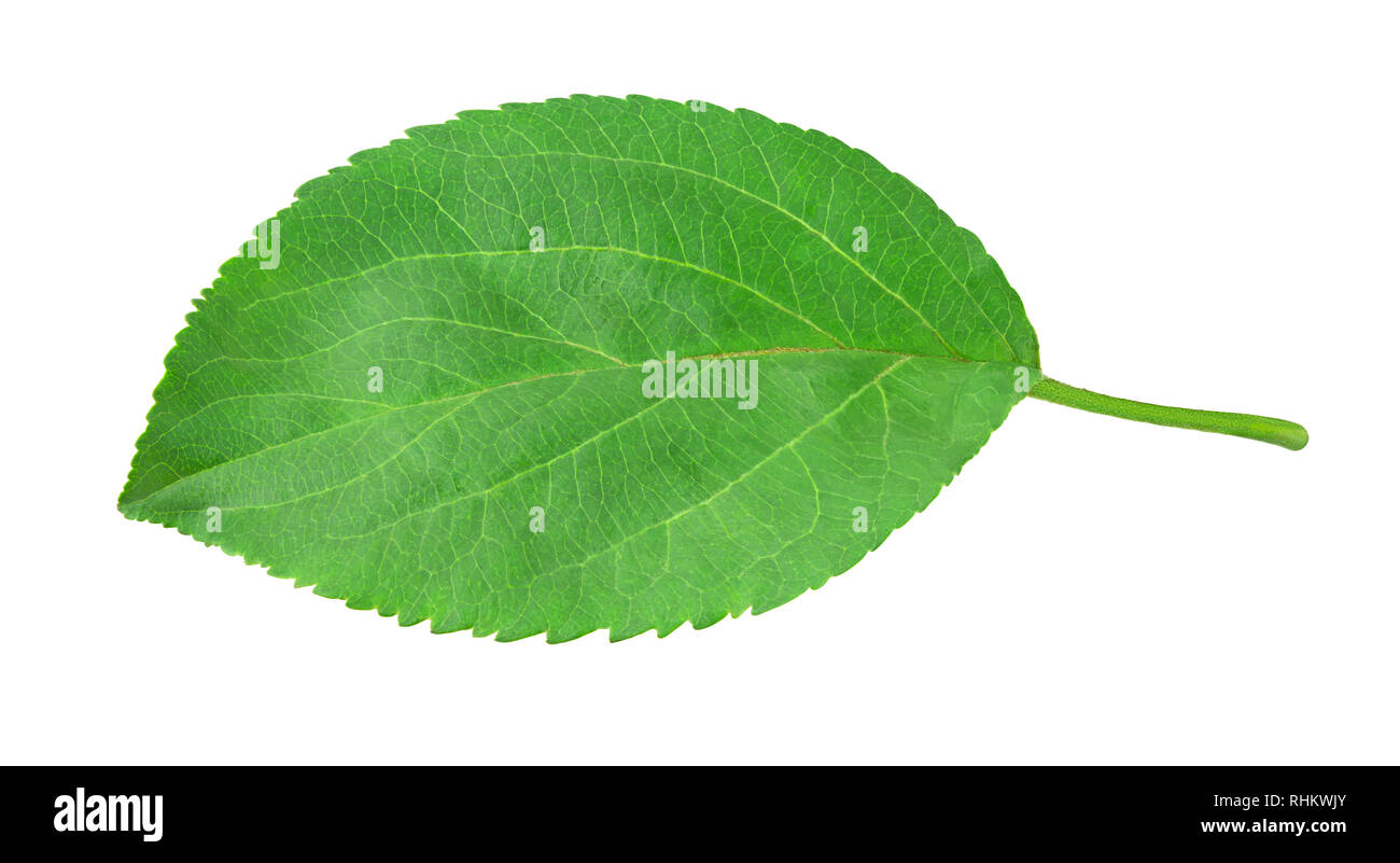 Apple leaf isolated on a white background with clipping path. One of ...