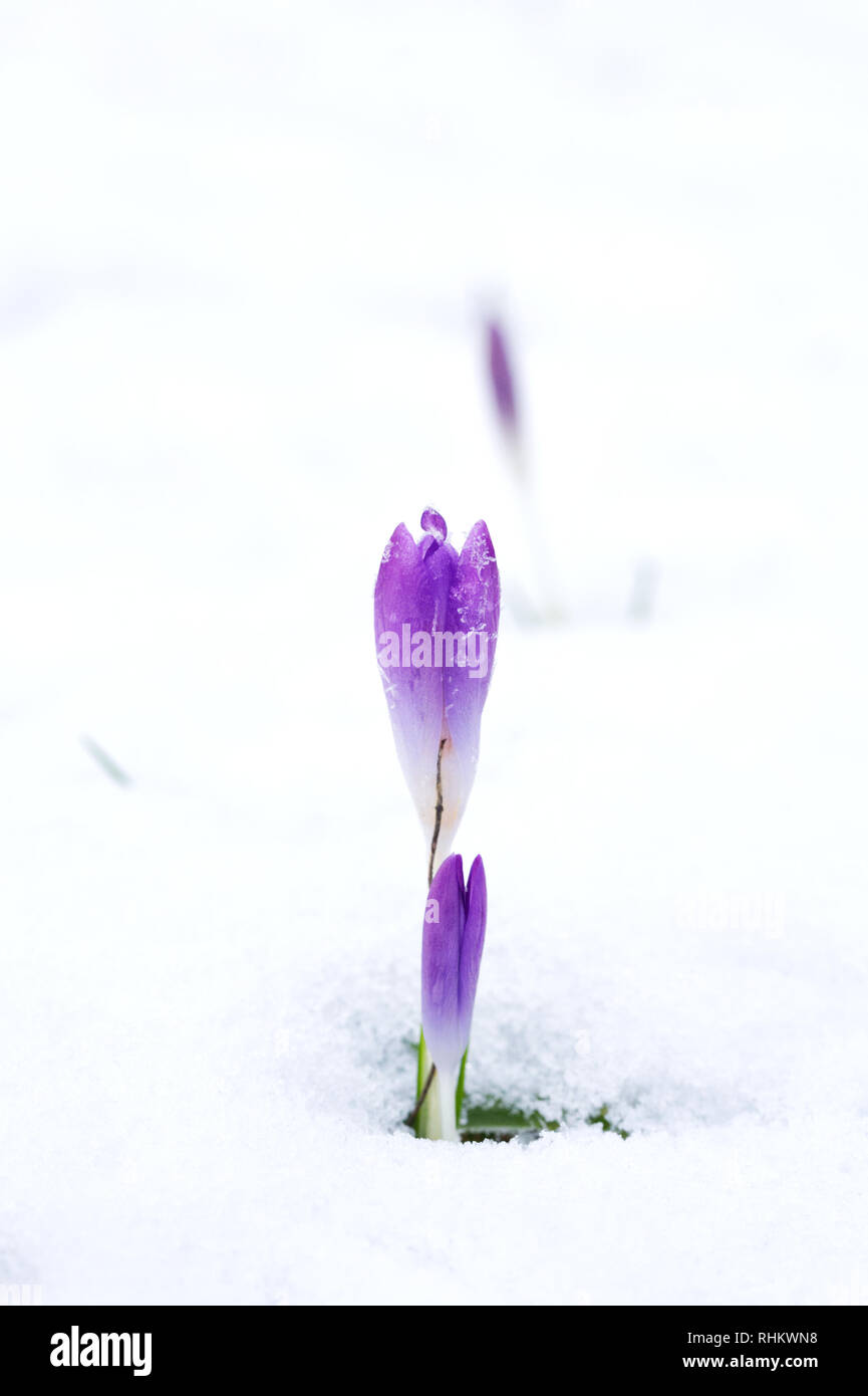 Purple crocuses in the snow hi-res stock photography and images - Alamy
