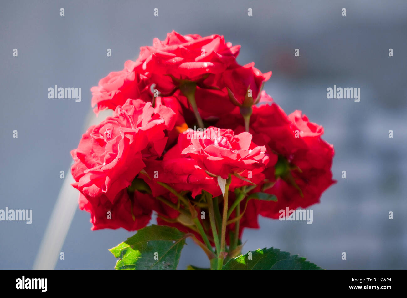 High resolution image. Bush of roses in a garden Stock Photo - Alamy