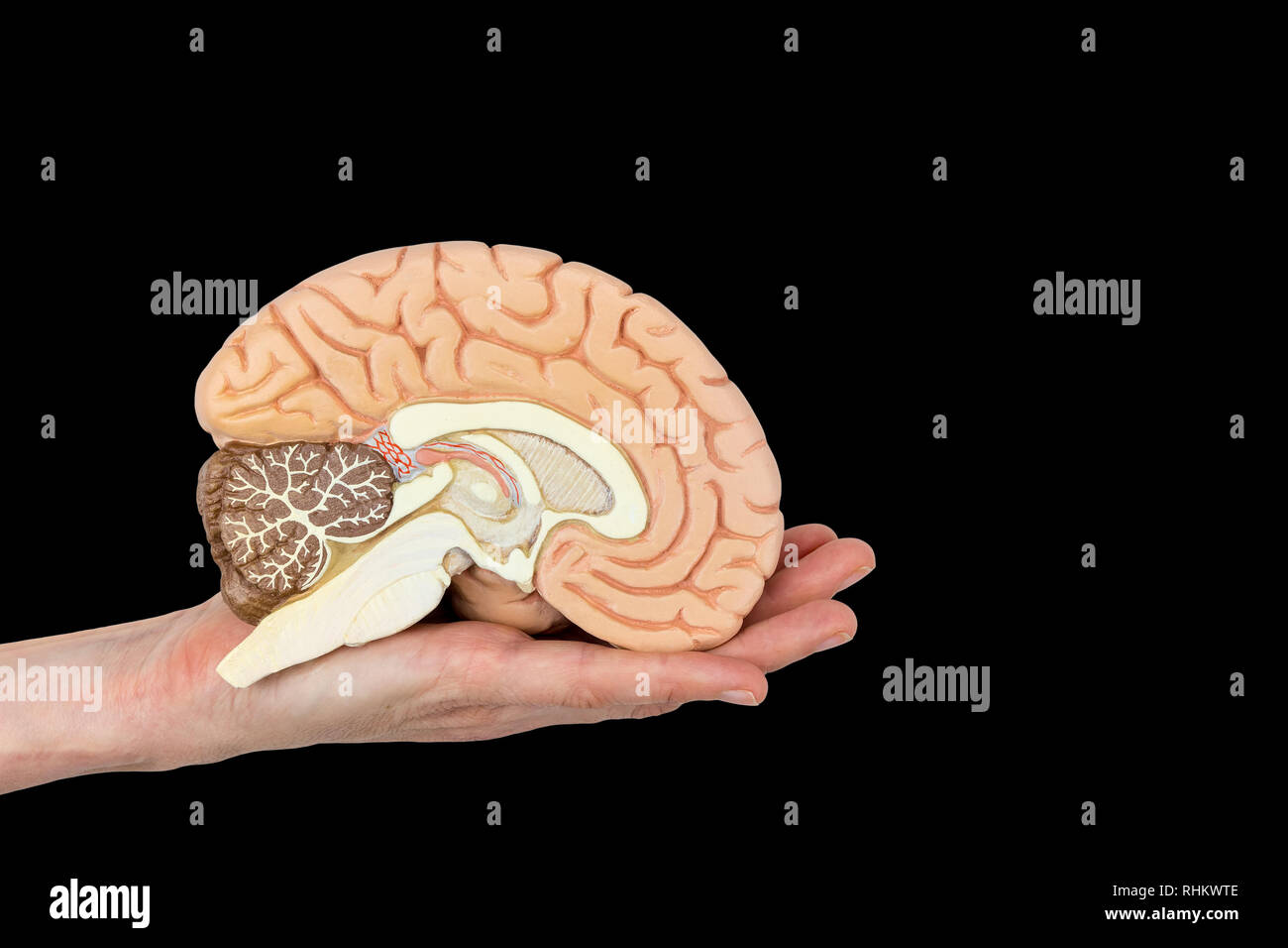 Left brain hi-res stock photography and images - Alamy