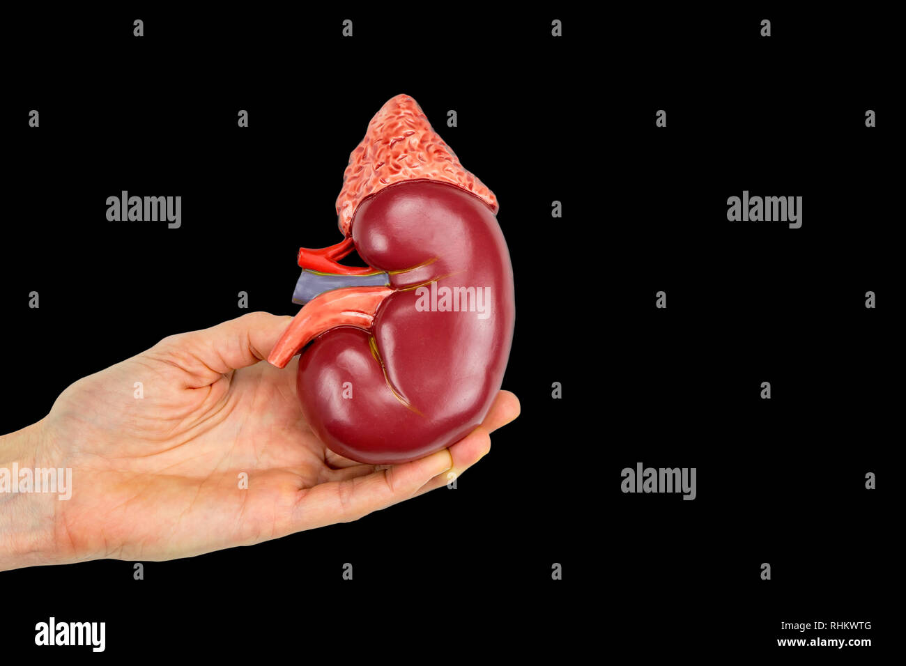 Female hand holding kidney model isolated on black background Stock ...