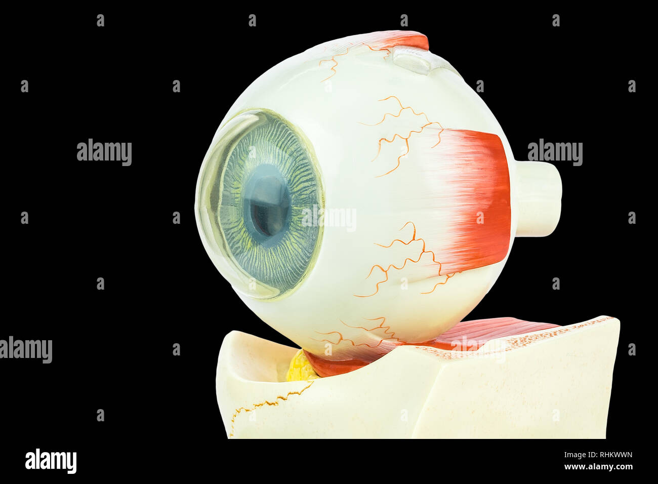 Plastic eye model hi-res stock photography and images - Alamy