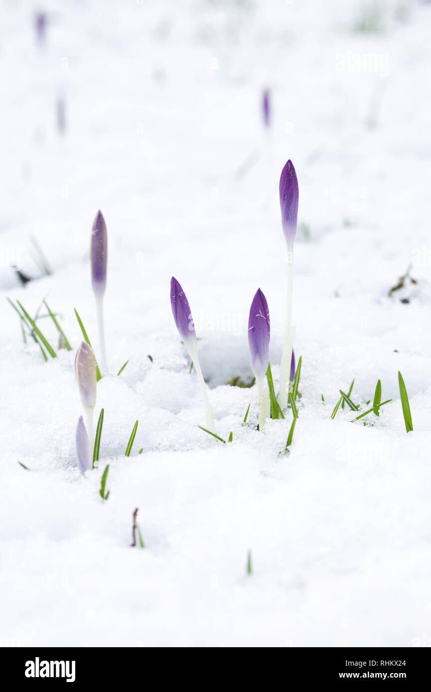 Purple crocuses in the snow hi-res stock photography and images - Alamy