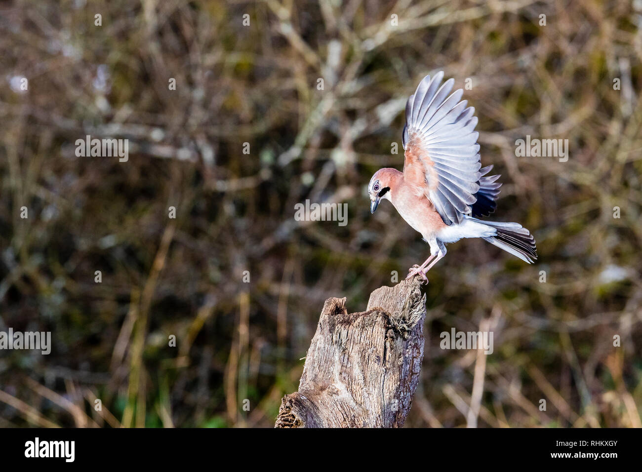 Jay uk flying hi-res stock photography and images - Alamy