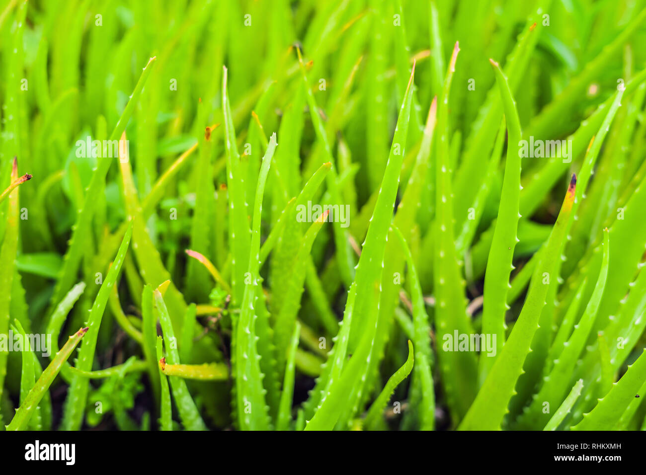 Background of gently green aloe leaf texture Stock Photo - Alamy