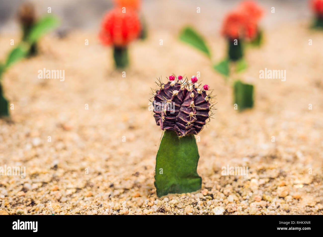 Moon Cactus or Gymnocalycium mihanovichii, the Mutant Cactus Grafted on ...