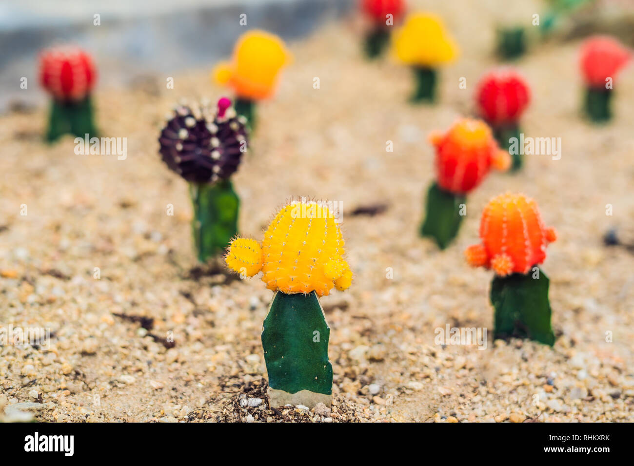 Moon Cactus or Gymnocalycium mihanovichii, the Mutant Cactus Grafted on ...