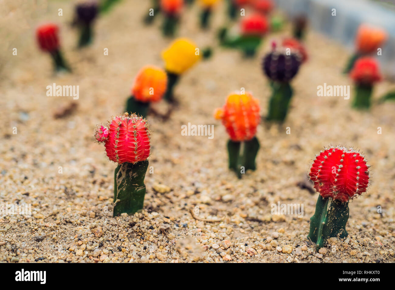 Moon Cactus or Gymnocalycium mihanovichii, the Mutant Cactus Grafted on ...