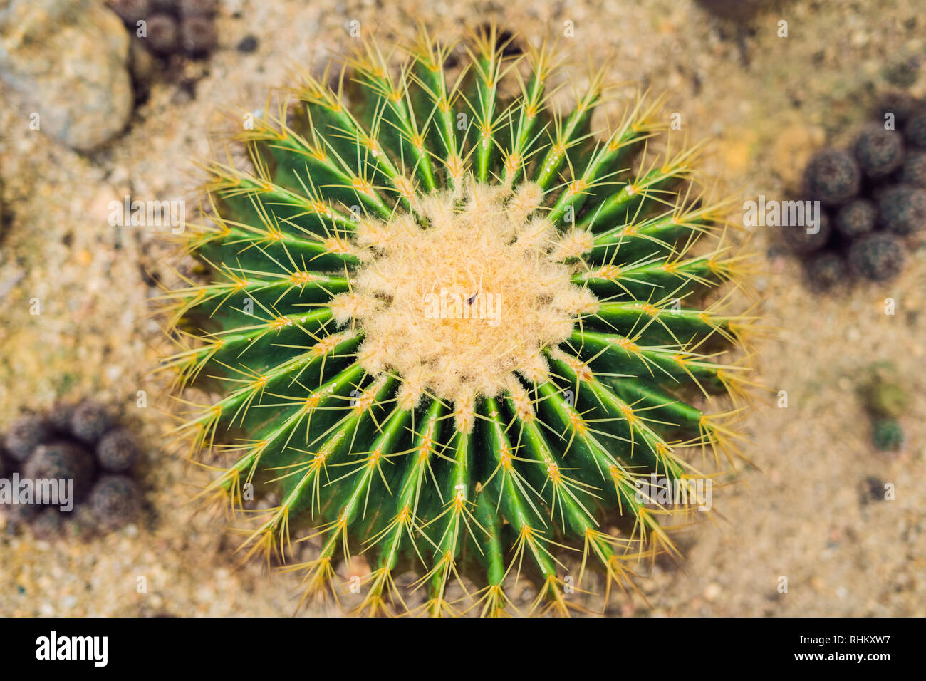 Closeup view of green cactus as a background, top view, texture Stock ...